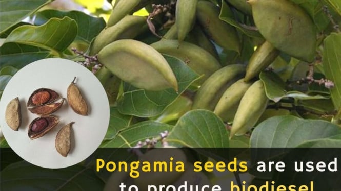 Pongamia pinnata: Pohon Serbaguna untuk Kesehatan, Energi Terbarukan ...