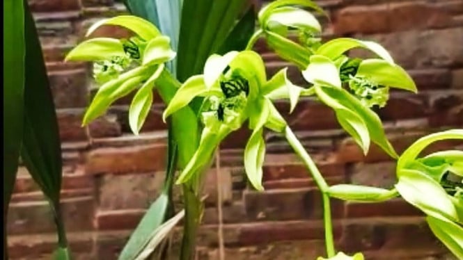 Anggrek Hitam Indonesia: Bunga Langka Endemik dengan Pesona Eksotis dan ...