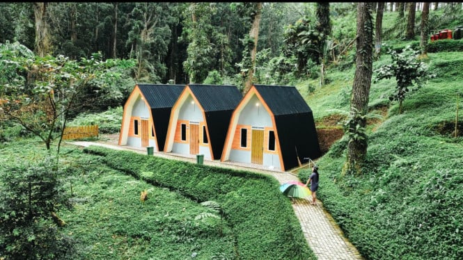 Cottage di Hutan Pinus Limpakuwus: Sensasi Bermalam Nyaman di Tengah ...
