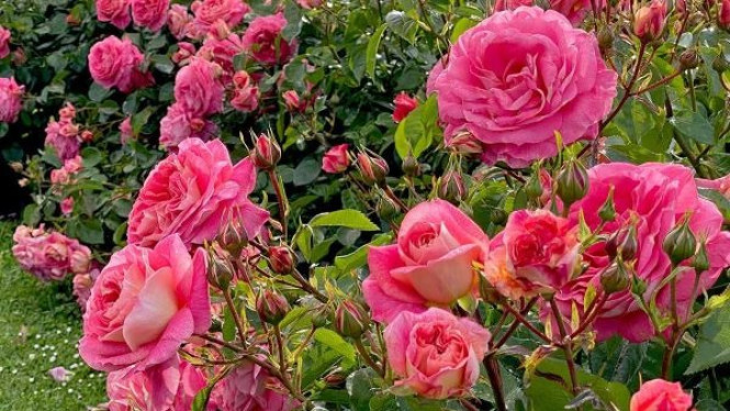 Seni Berkebun Mawar: Panduan Pruning Tepat Waktu untuk Bunga yang Melimpah