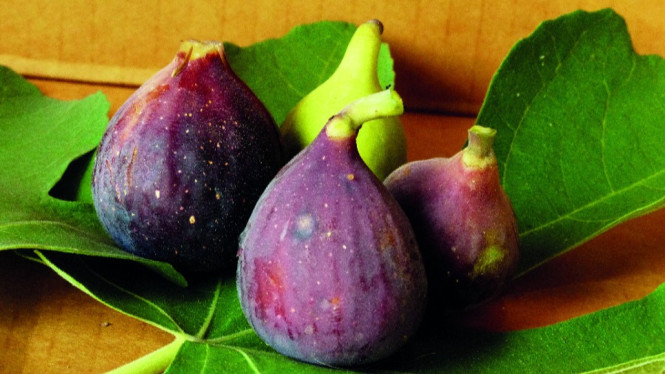 Buah Tin (Ficus carica): Sejarah, Manfaat, dan Perkembangannya di Indonesia