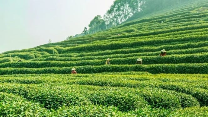 Belajar Meracik Teh Herbal Sendiri: Aktivitas Seru di Resor Kebugaran ...