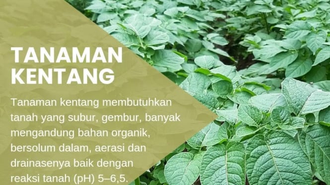 Desa Tosari Pasuruan Jadi Sentra Kentang dan Hortikultura Unggulan di ...