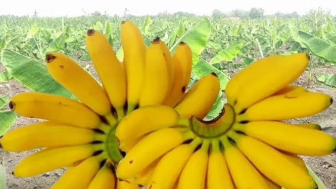 Potensi Kulit Pisang Lumajang Terungkap, Dari Limbah Pertanian Menjadi ...