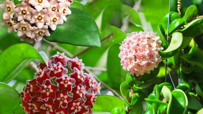 Wisata Kampung Hoya Sukabumi: Menjelajahi Surga Tanaman Hoya di Kaki ...