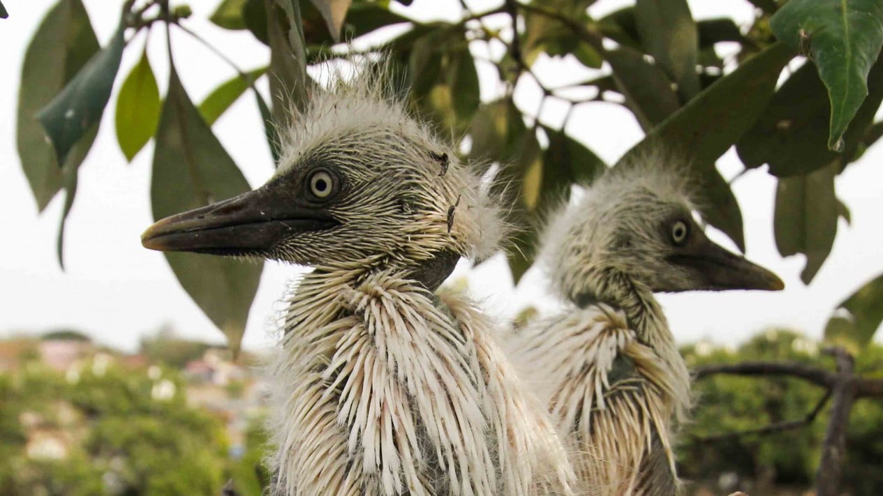 Kondisi Anak Burung Kuntul yang Terancam Punah - Vlix.id Kondisi Anak Burung Kuntul yang Terancam Punah - Vlix.id