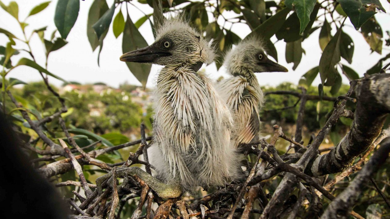 Kondisi Anak Burung Kuntul yang Terancam Punah - Vlix.id Kondisi Anak Burung Kuntul yang Terancam Punah - Vlix.id