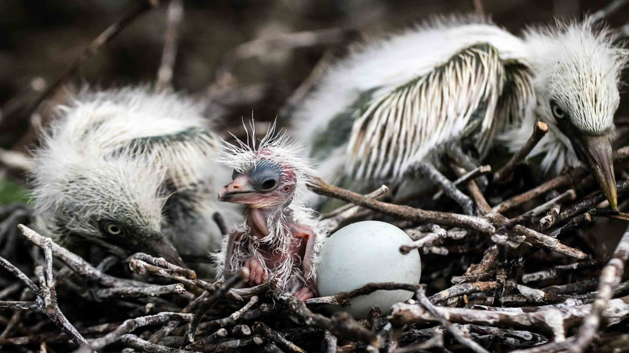 Kondisi Anak Burung Kuntul yang Terancam Punah - Vlix.id Kondisi Anak Burung Kuntul yang Terancam Punah - Vlix.id
