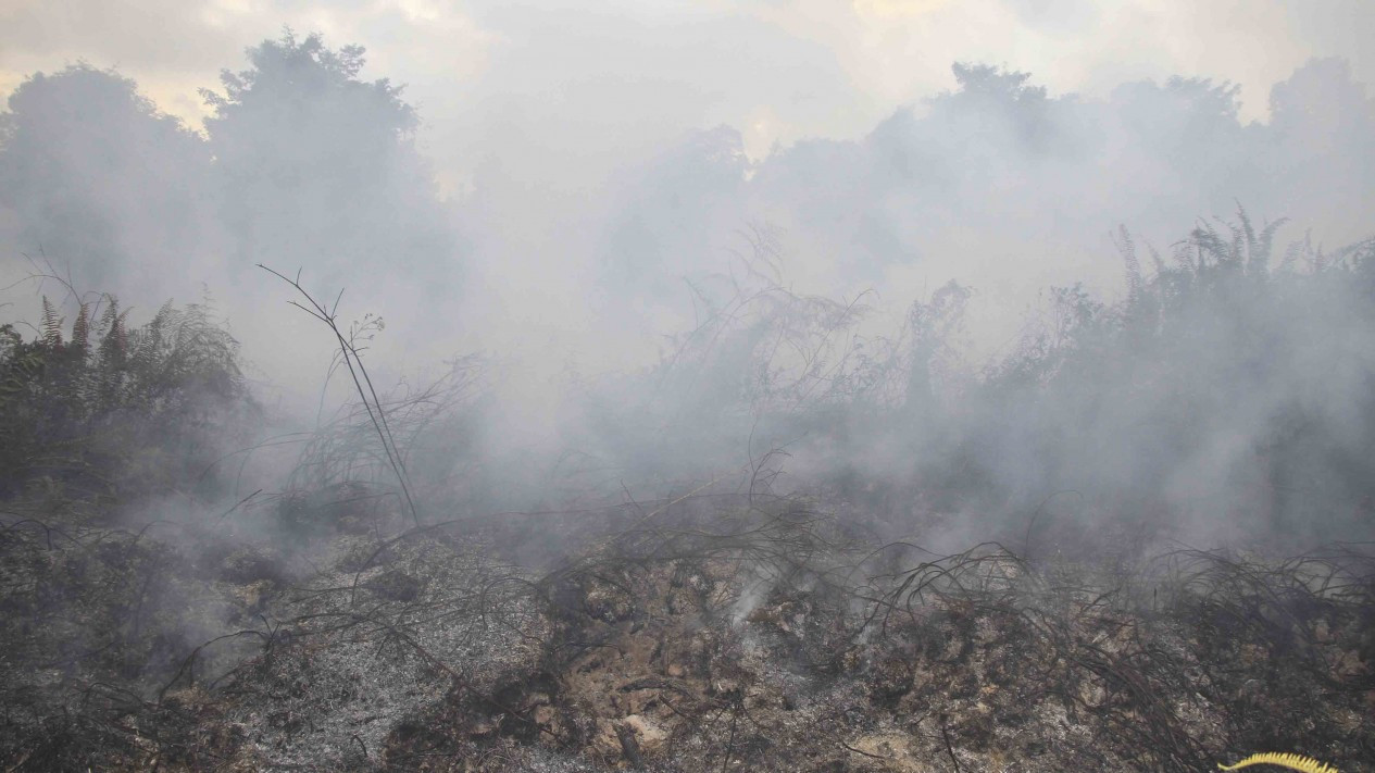 Kebakaran Lahan Gambut di Aceh - Vlix.id