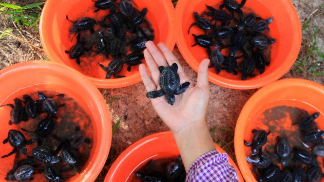 Proses Pelepasan Tukik Kembali ke Habitatnya - Vlix.id