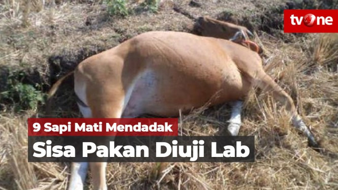 9 Sapi Mati Mendadak, Sisa Pakan Ternak Diuji Laboratorium - Vlix.id